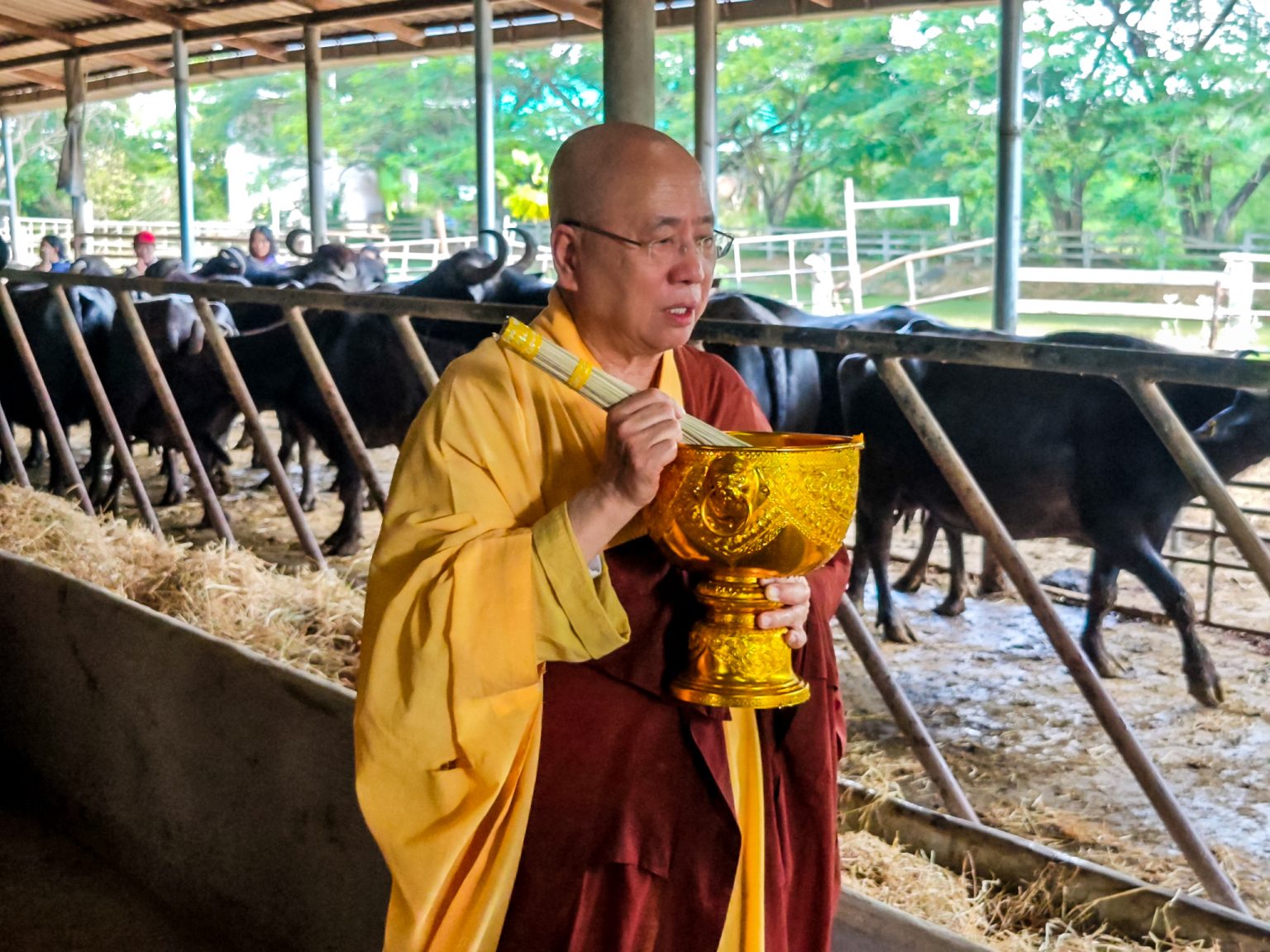 Venerable Guan Cheng and Team Rescue Cattle in Thailand - International ...